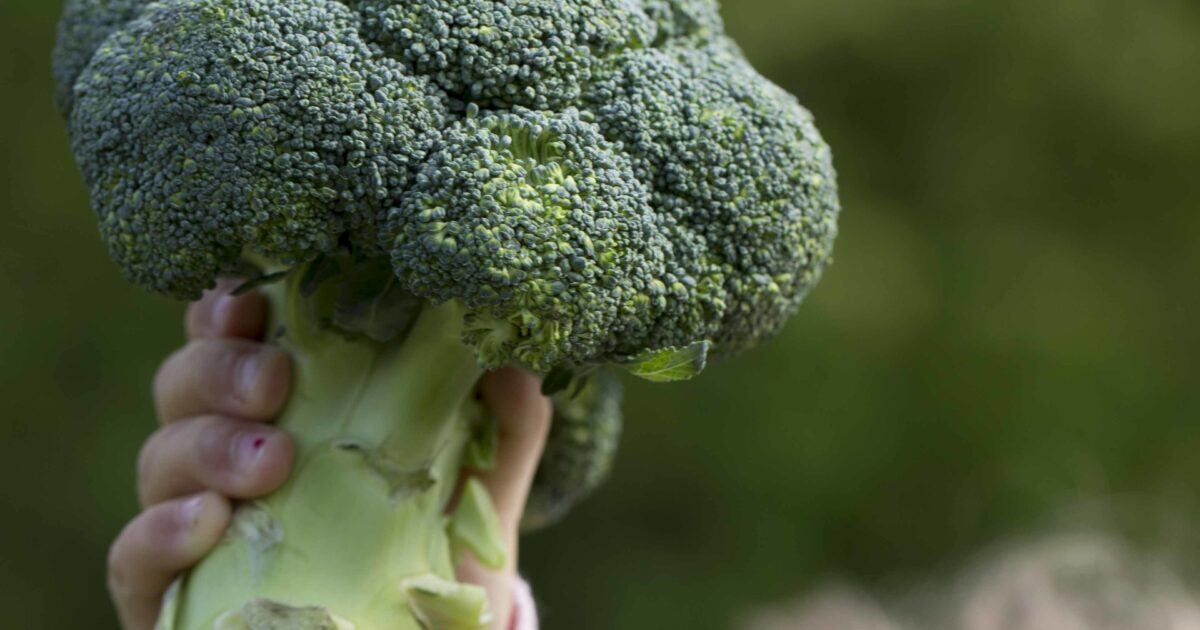 REN MAT | Norges eneste økologiske magasin