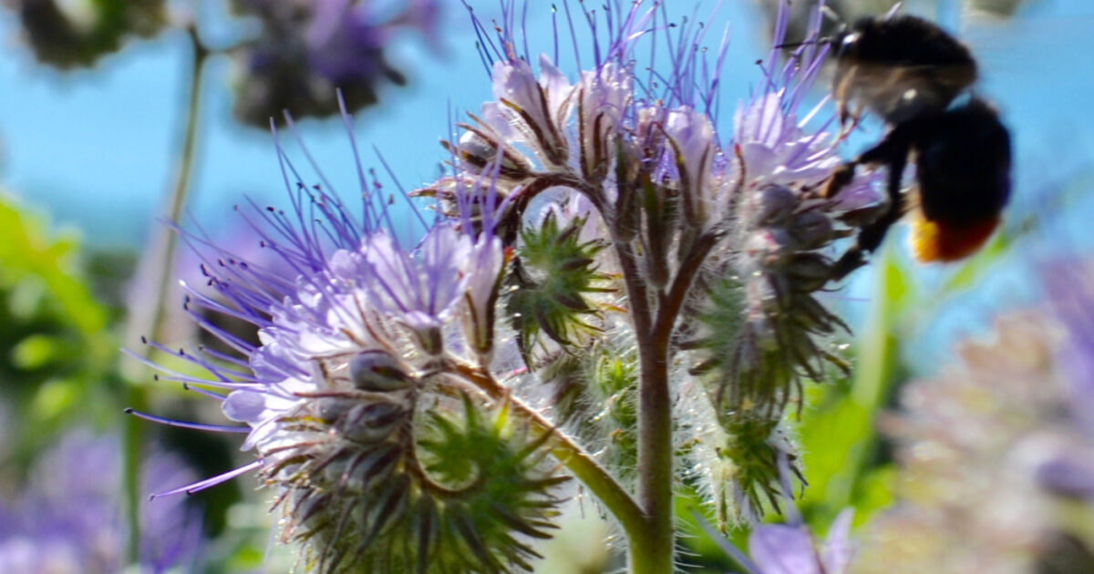 REN MAT | Norges eneste økologiske magasin