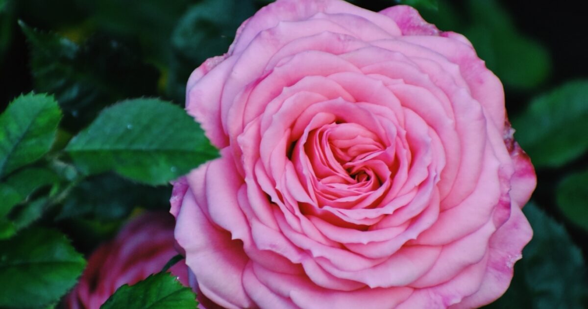 REN MAT | Norges eneste økologiske magasin